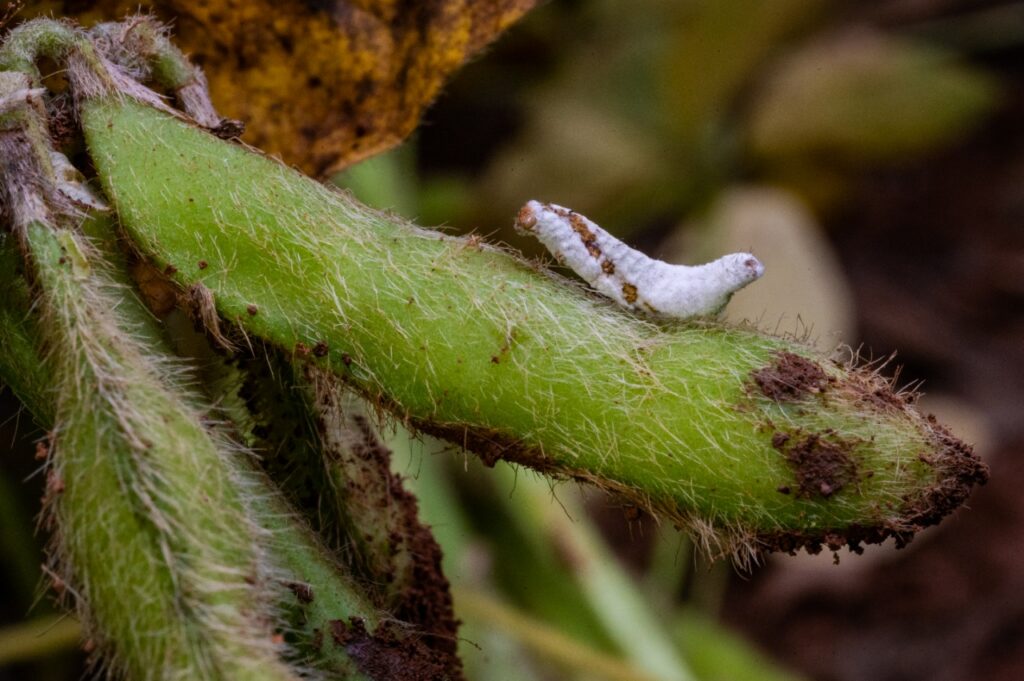 10 cuidados para o controle de pragas na agricultura