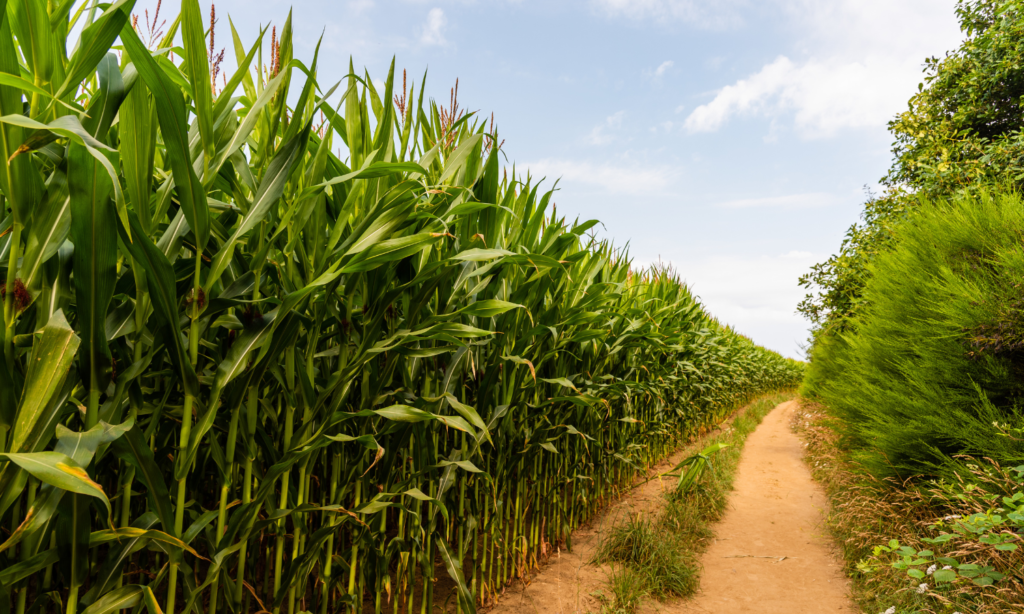 Dessecação pré-semeadura na cultura do milho