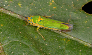 Milho safrinha: tudo que você precisa saber