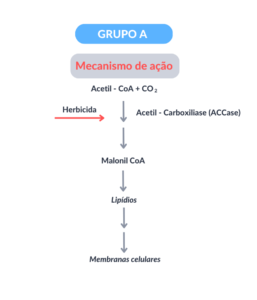 Herbicidas inibidores da ACCase: mecanismos e modo de ação