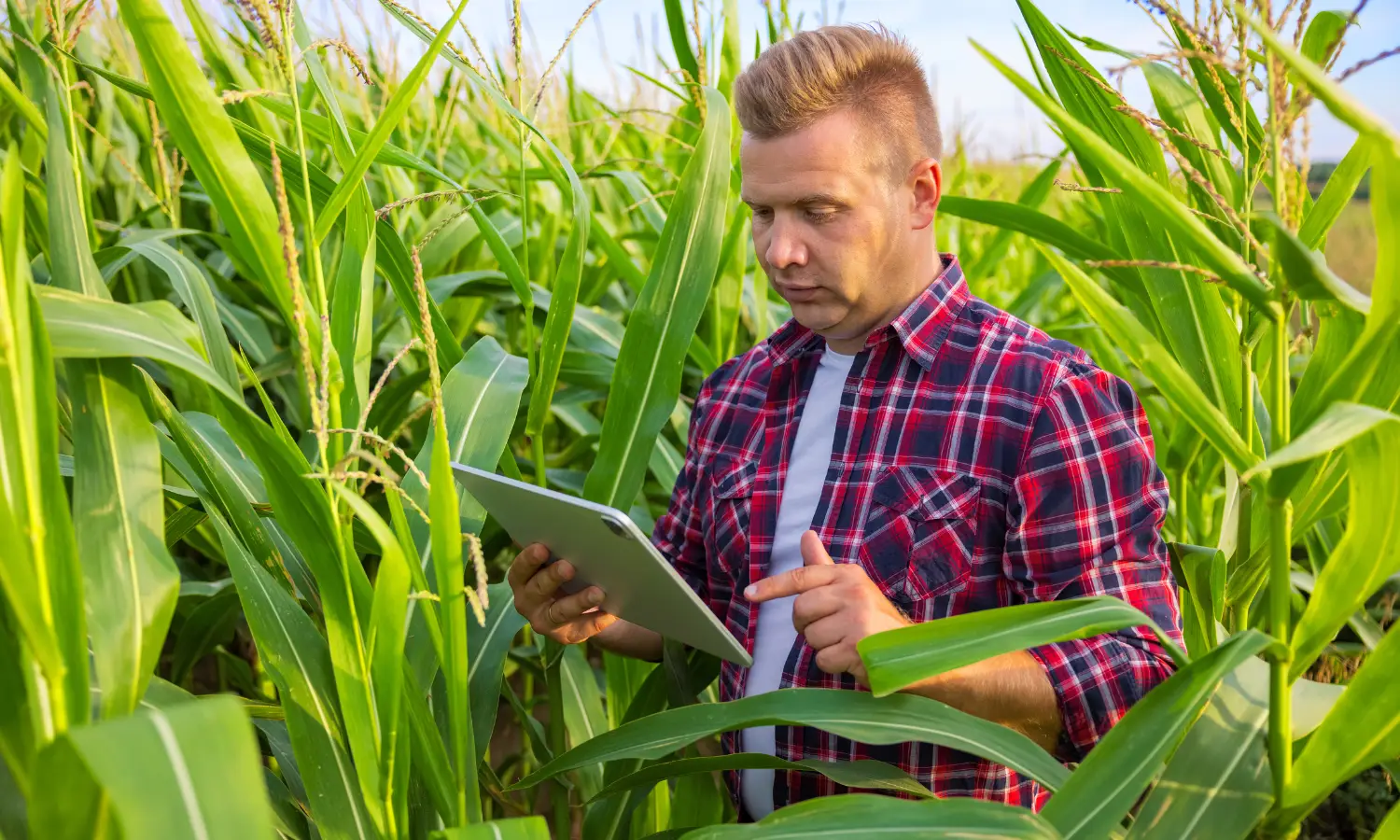 Relatórios para controle do Receituário Agronômico - AgroReceita®